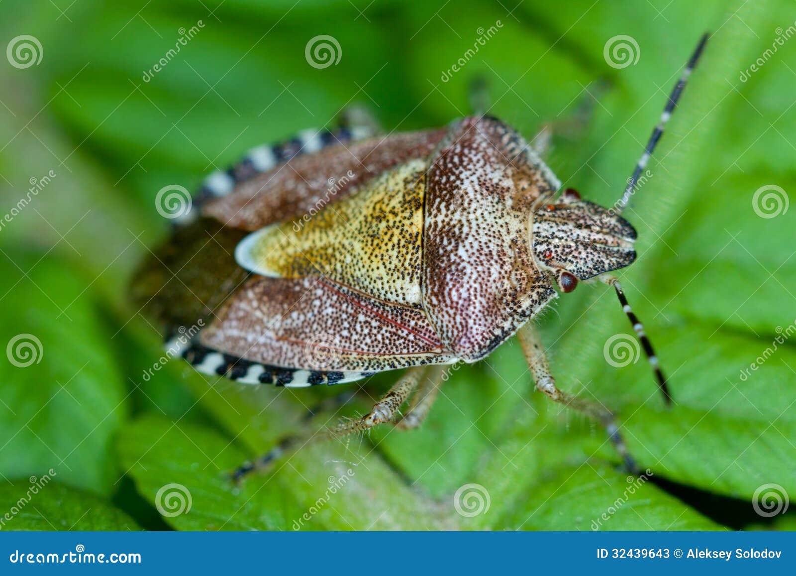 Chinch stock image. Image of animal, leaf, insect, nature - 32439643