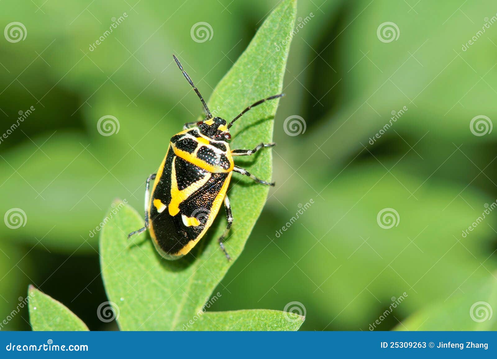 Chinche hedionda imagen de archivo. Imagen de animales - 25309263