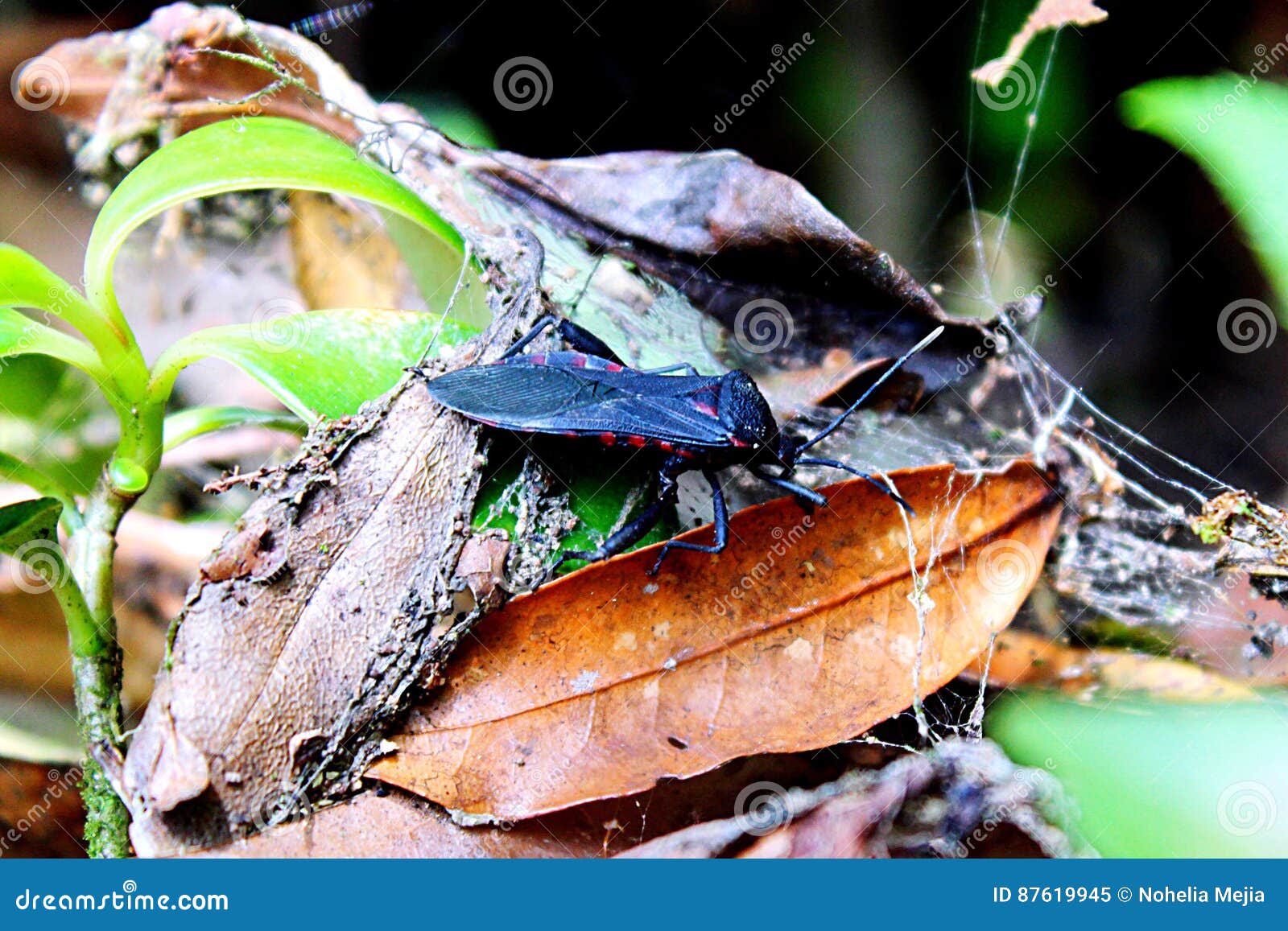 Chinche stink bug stock image. Image of black, stink - 87619945