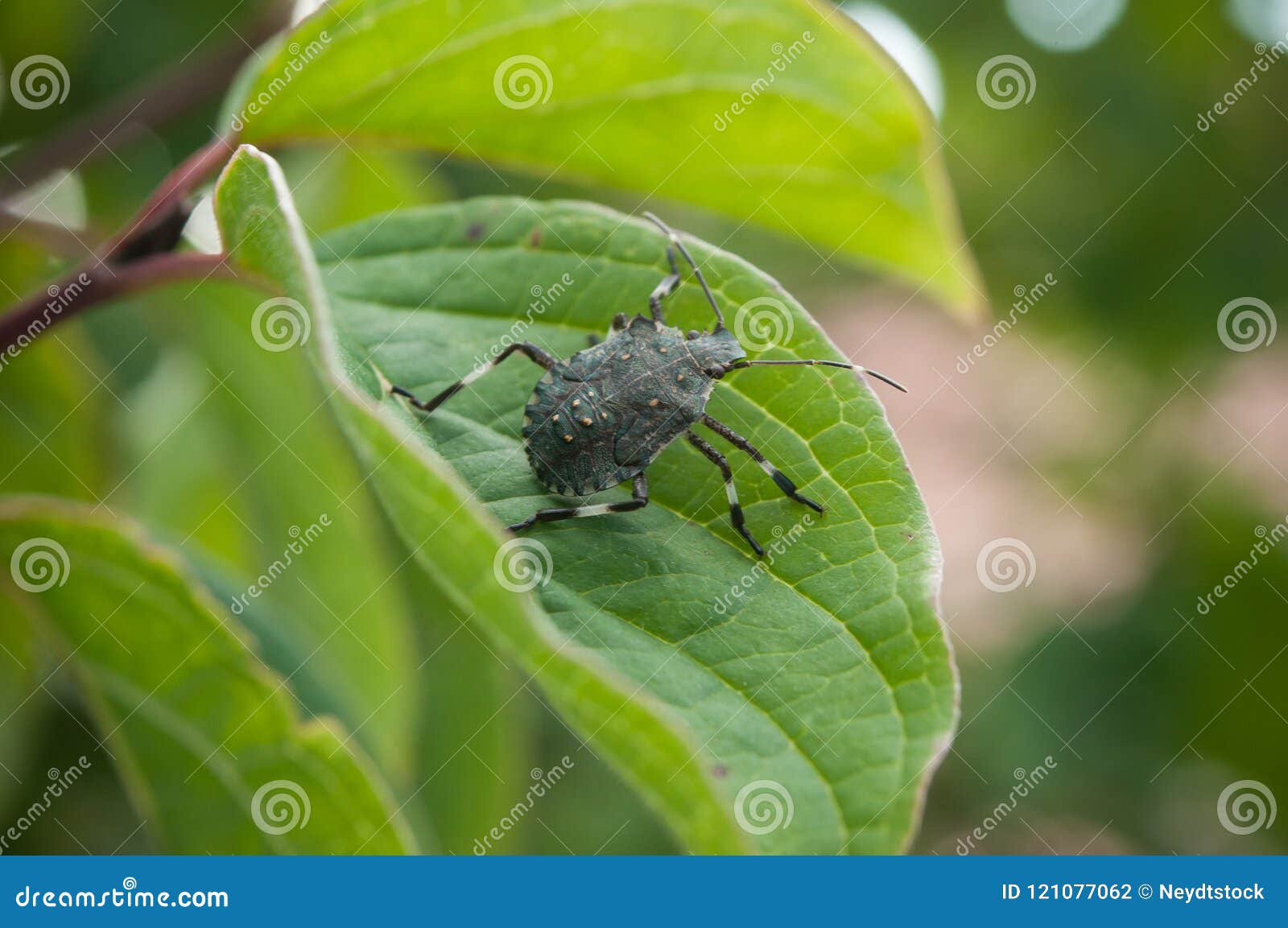Chincheta Negra En La Hoja De La Planta Foto de archivo - Imagen de ...