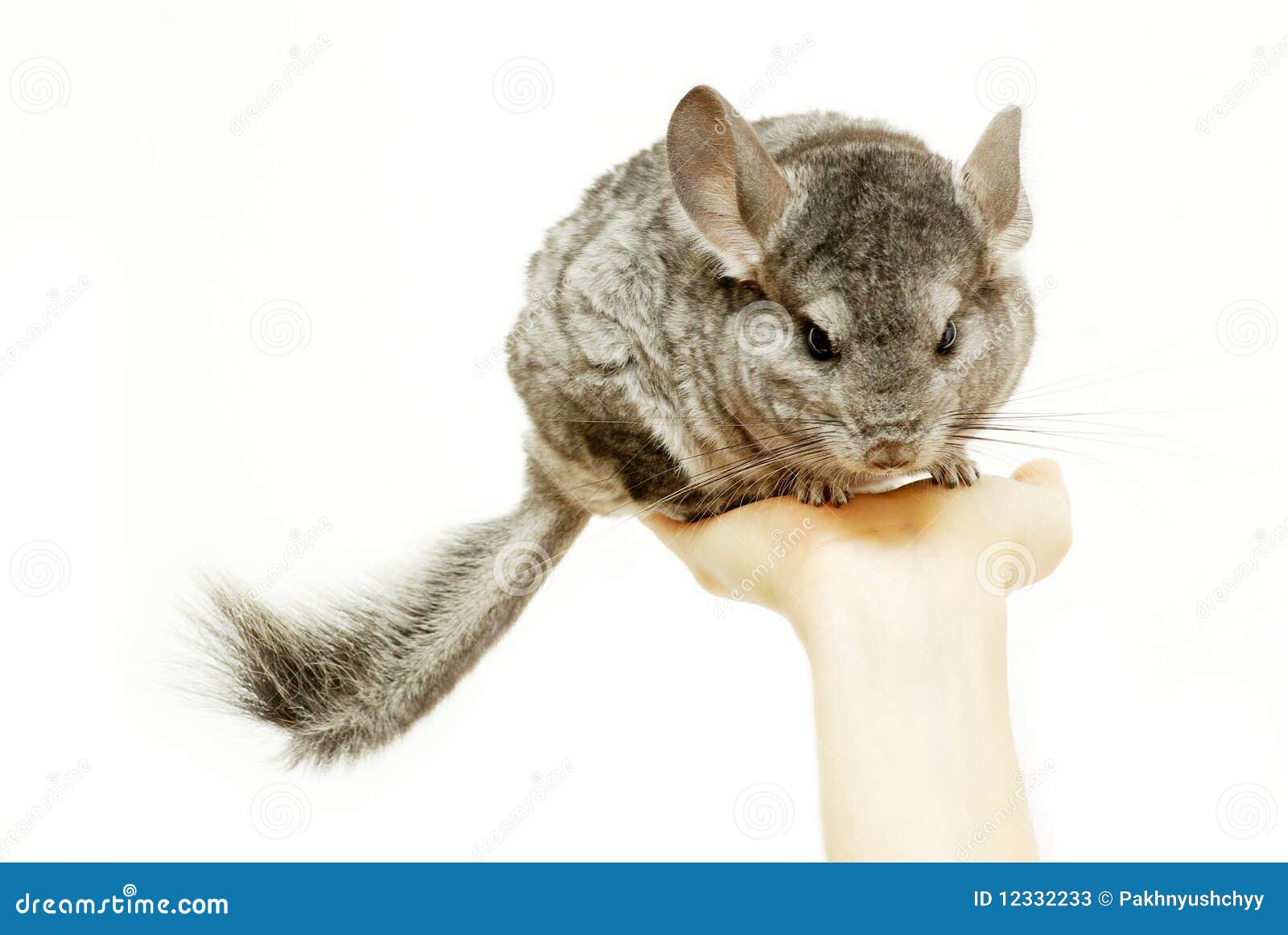 Chinchilla stock image. Image of domestic, tail, rodent - 12332233