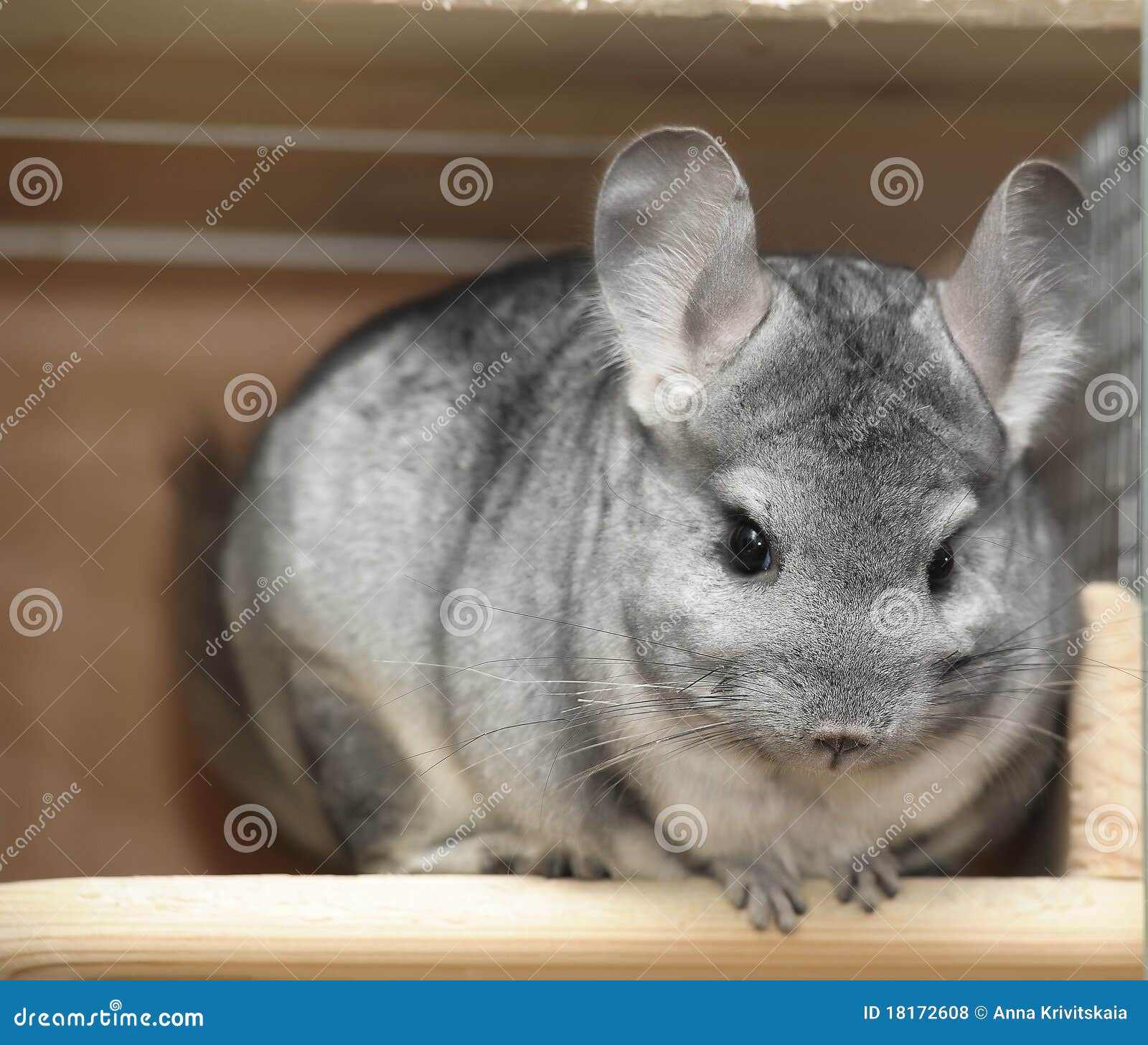 Chinchilla stock photo. Image of nose, head, adorable - 18172608