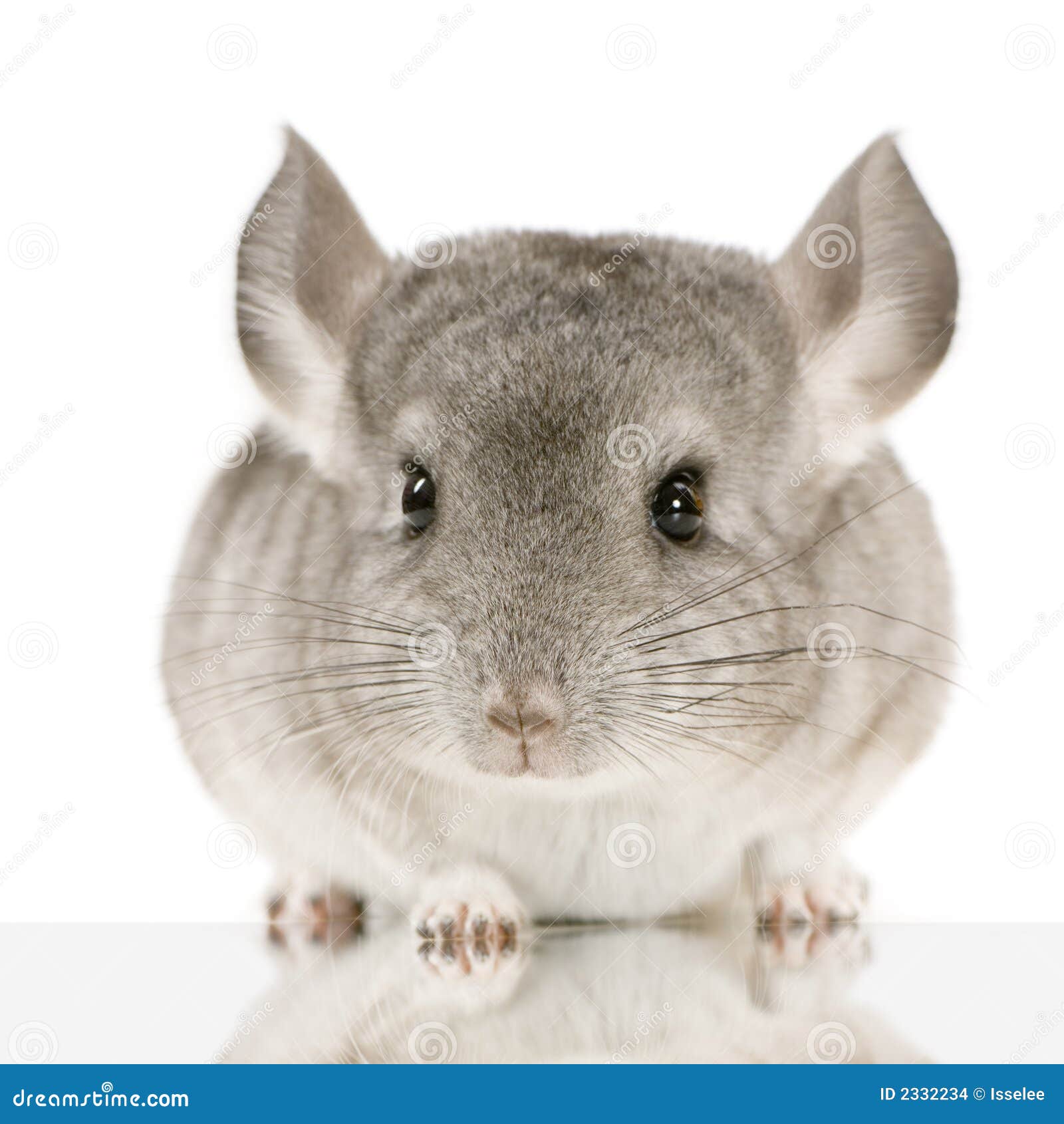 Chinchilla stock photo. Image of pets, ears, rodent, hybride - 2332234