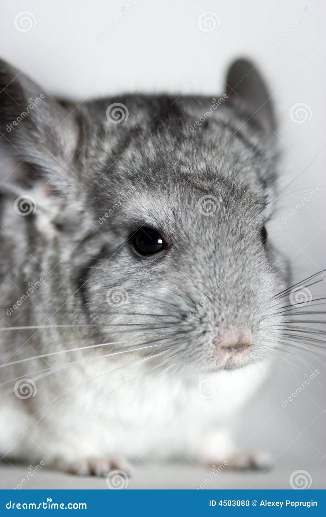 Chinchilla stock photo. Image of male, ears, cute, beautiful - 4503080