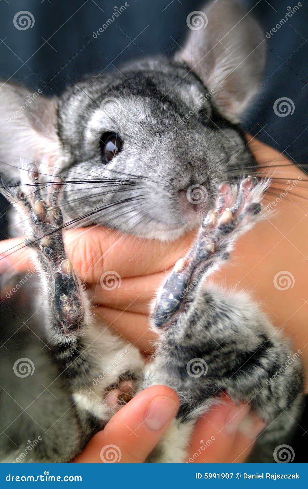 Chinchilla stock image. Image of looking, close, domestic - 5991907