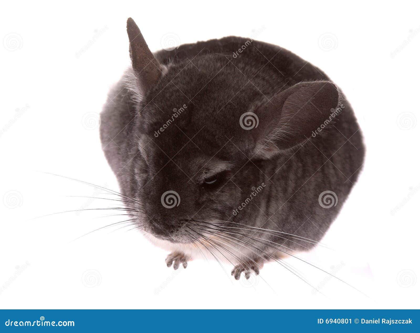 Chinchilla stock image. Image of gray, friend, nose, male - 6940801