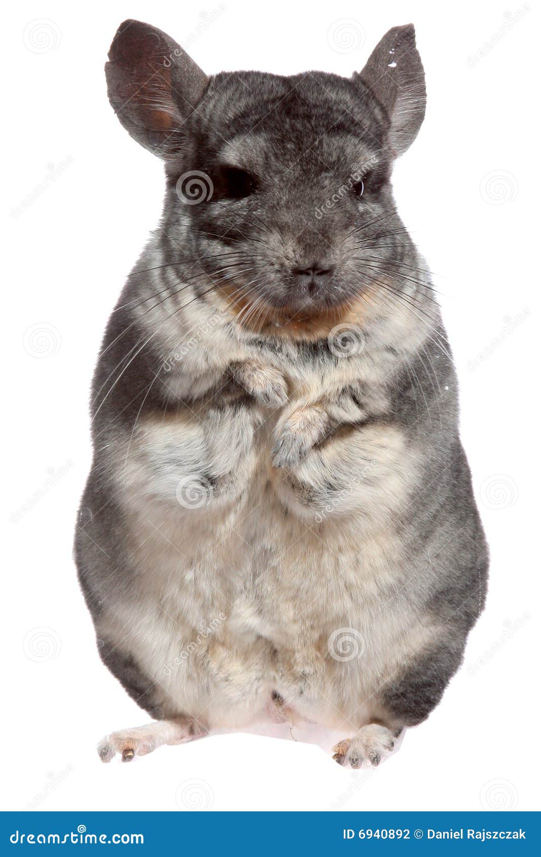 Chinchilla stock photo. Image of male, macro, friend, isolated - 6940892