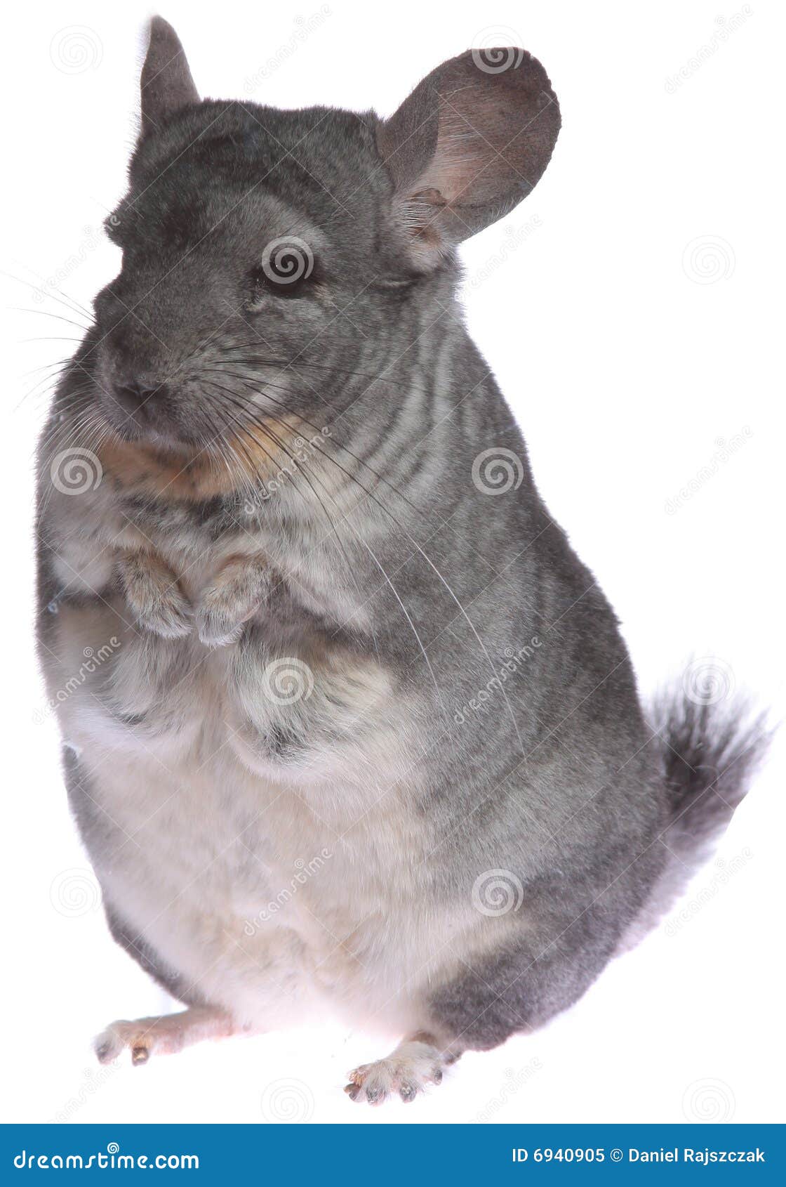 Chinchilla stock image. Image of chinchillidae, adorable - 6940905
