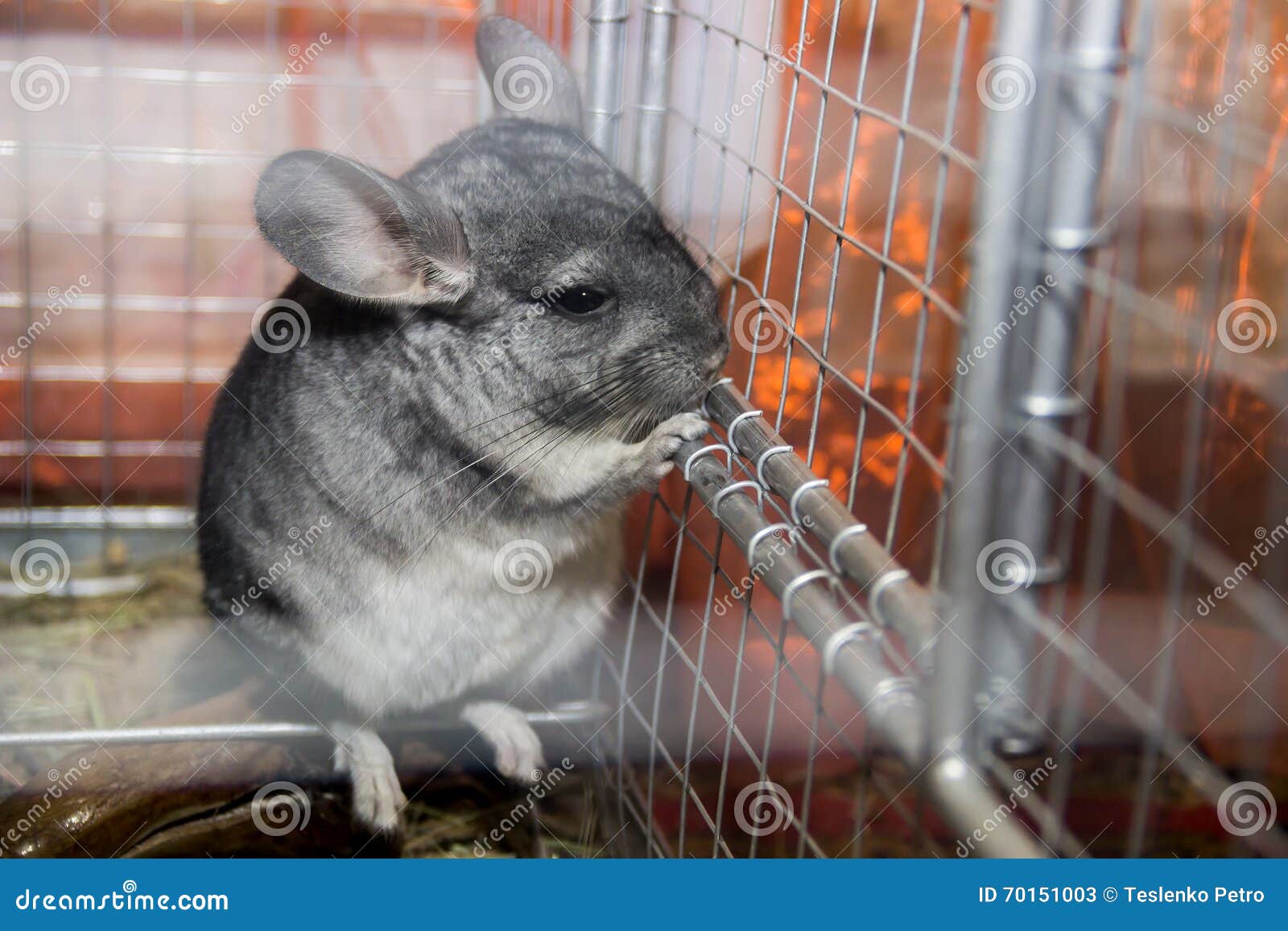 Chinchilla imagem de stock. Imagem de gaiola, animal - 70151003