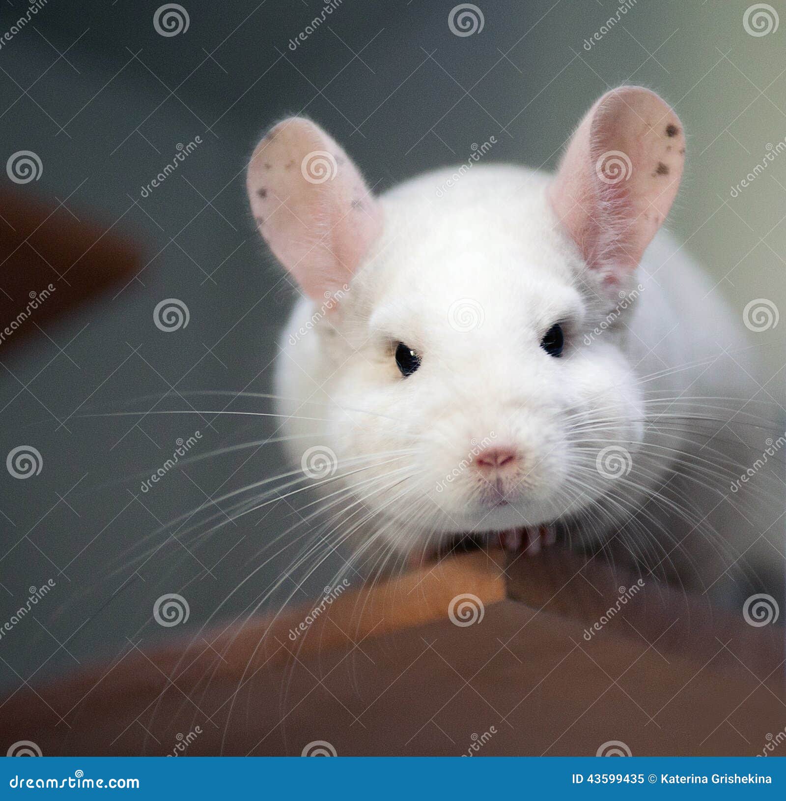 Chinchilla stock image. Image of foot, heart, wilson - 43599435