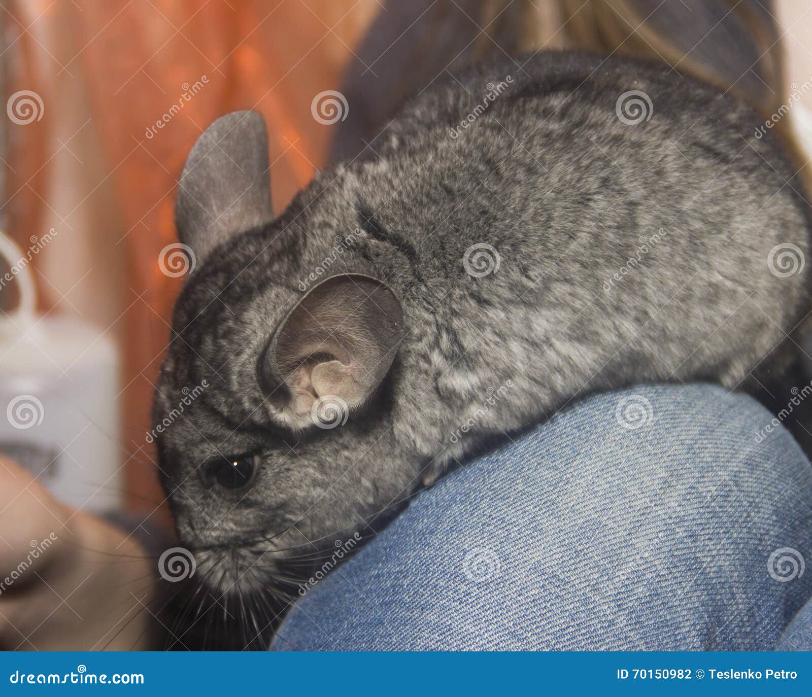 Chinchilla stock photo. Image of young, cage, mammals - 70150982