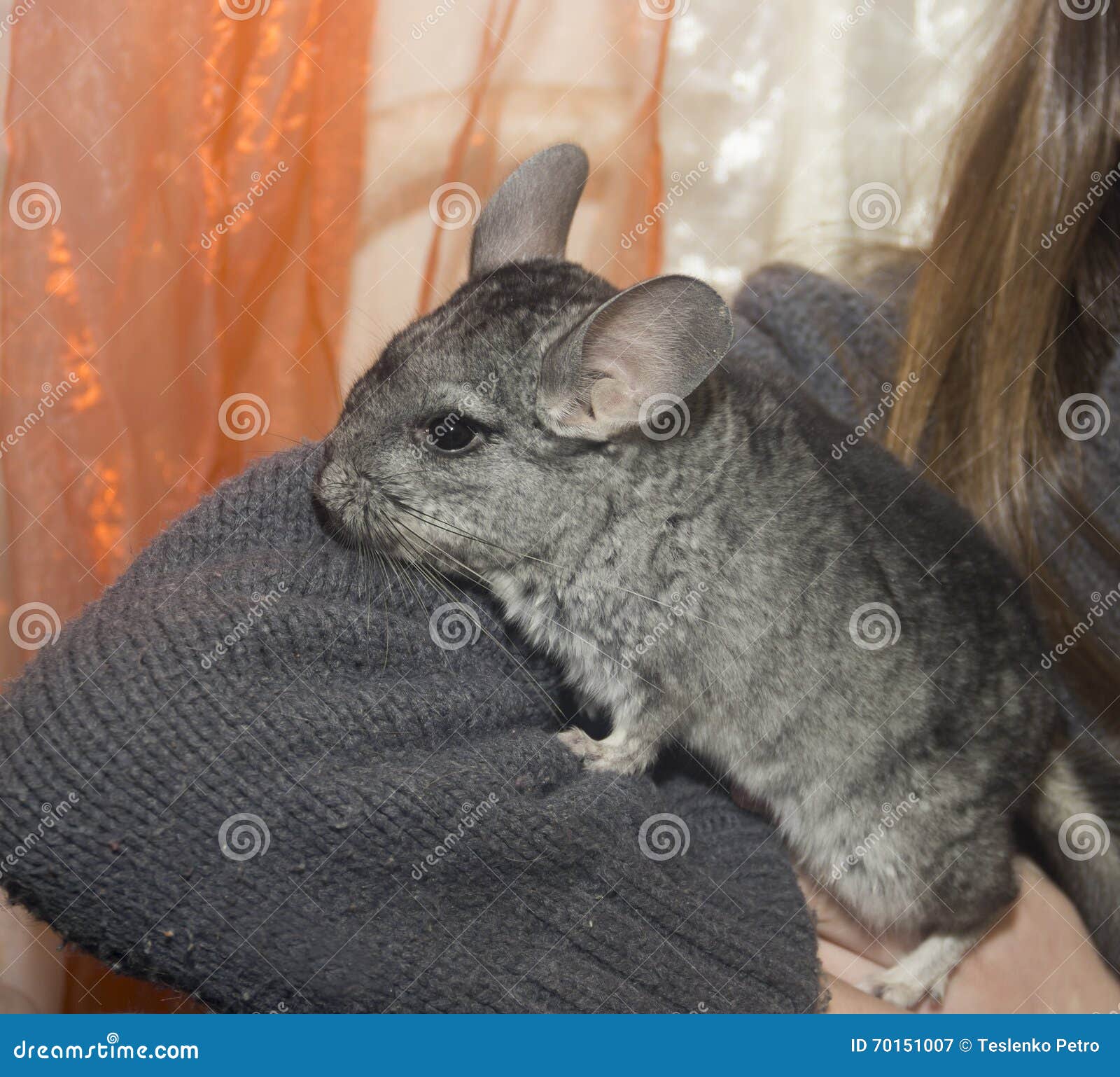 Chinchilla stock image. Image of young, mammals, hunam - 70151007