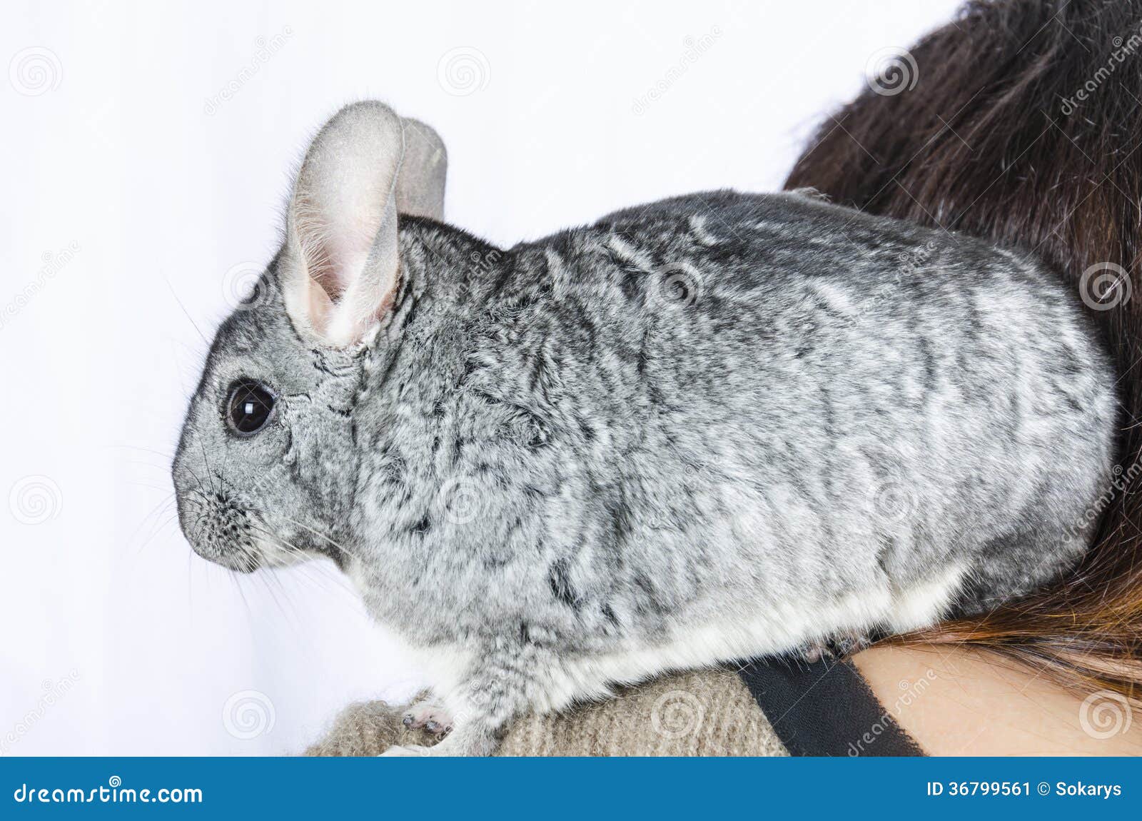 Chinchilla stock image. Image of girl, domestic, animal - 36799561