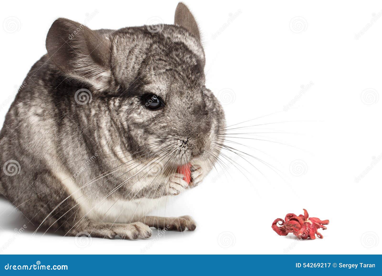Chinchilla Eating Hibiscus on White Stock Image - Image of gnawer ...
