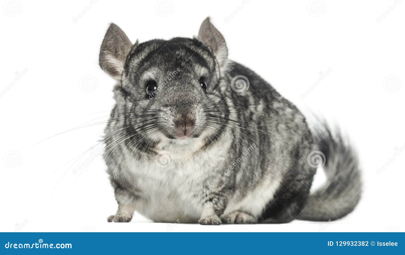 Chinchilla Facing, Isolated Stock Photo - Image of mammal, people ...
