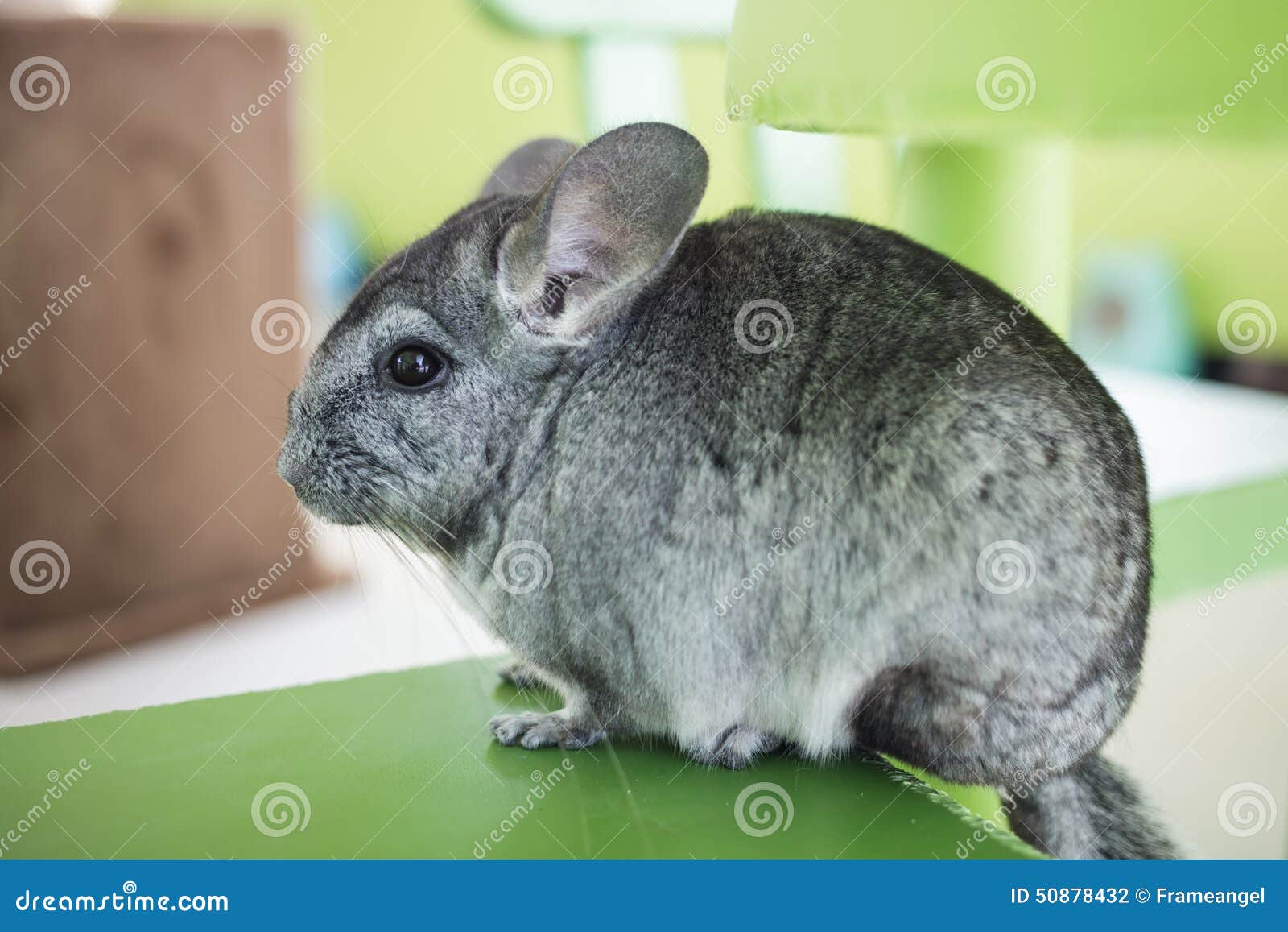 Do Chinchillas See In Color