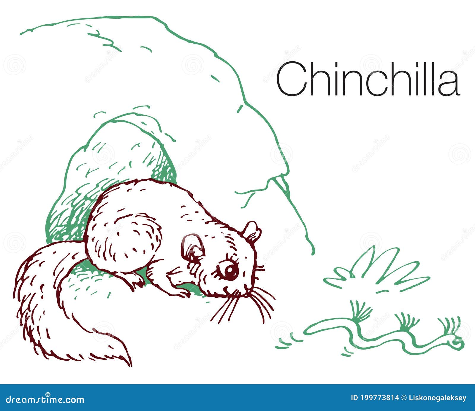 Chinchilla Hand Drawn Vector Illustration Stock Vector - Illustration ...