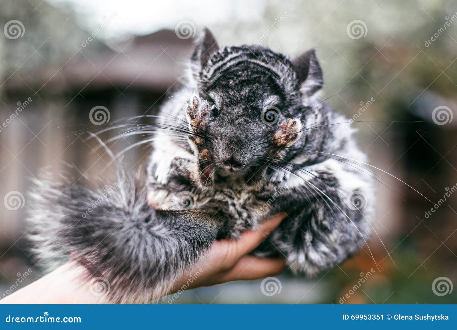 Chinchilla on hands stock image. Image of baby, pets - 69953351