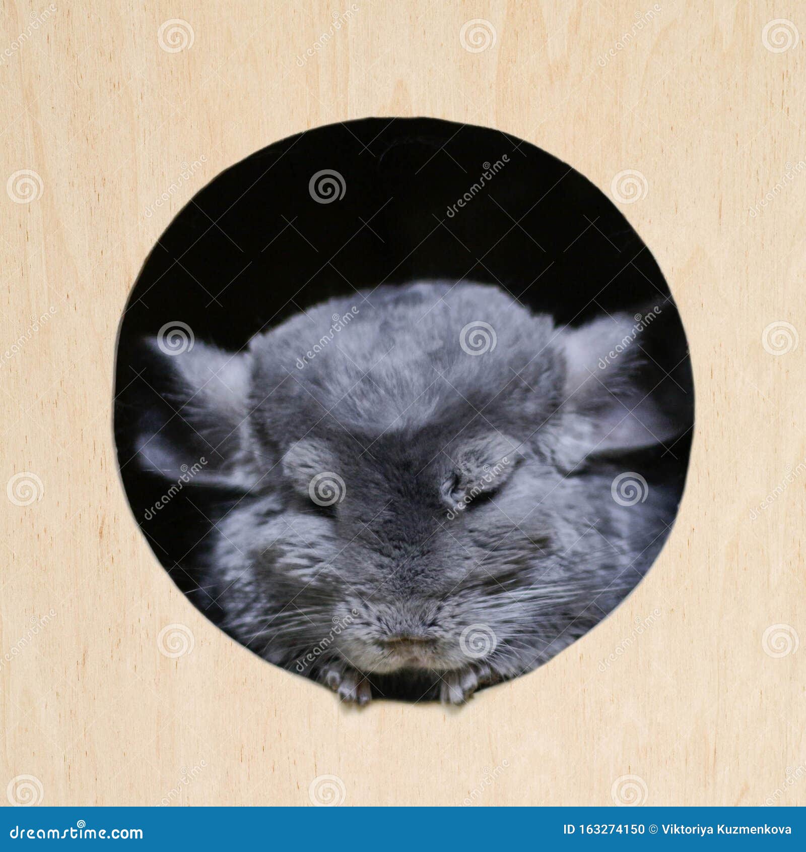 Chinchilla in the House. the Face of the Chinchilla Stock Photo - Image ...