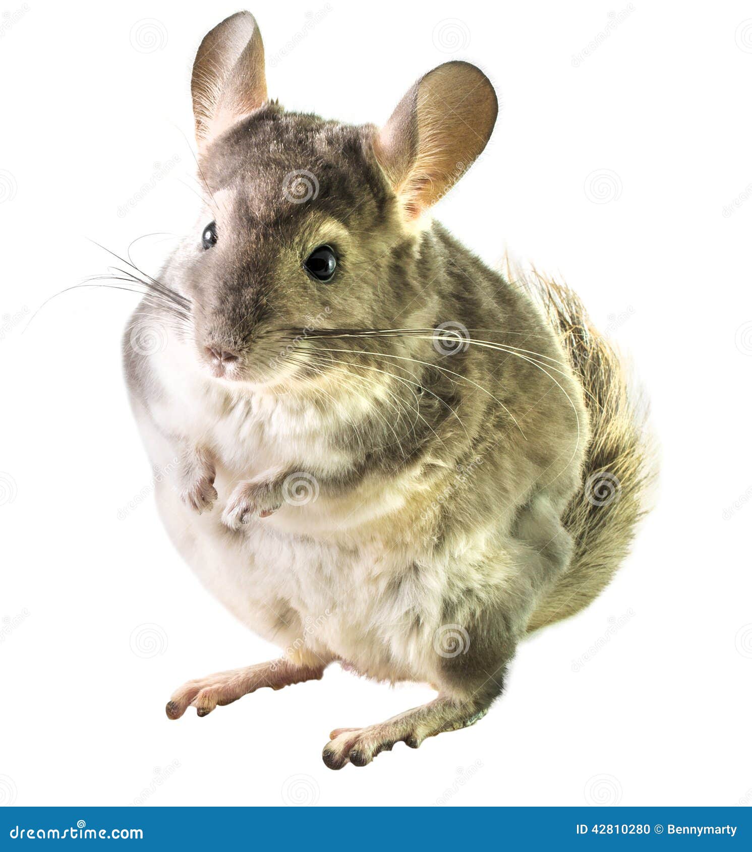 Chinchilla stock photo. Image of american, gray, ancestral - 42810280