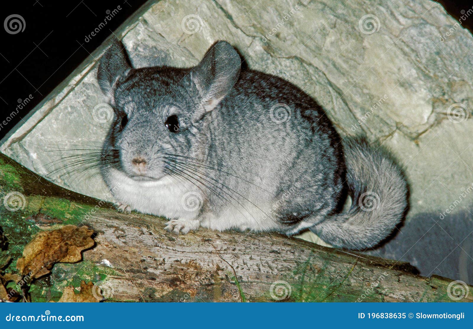 Chinchilla, Chinchilla Laniger, Adult Stock Image - Image of wildlife ...