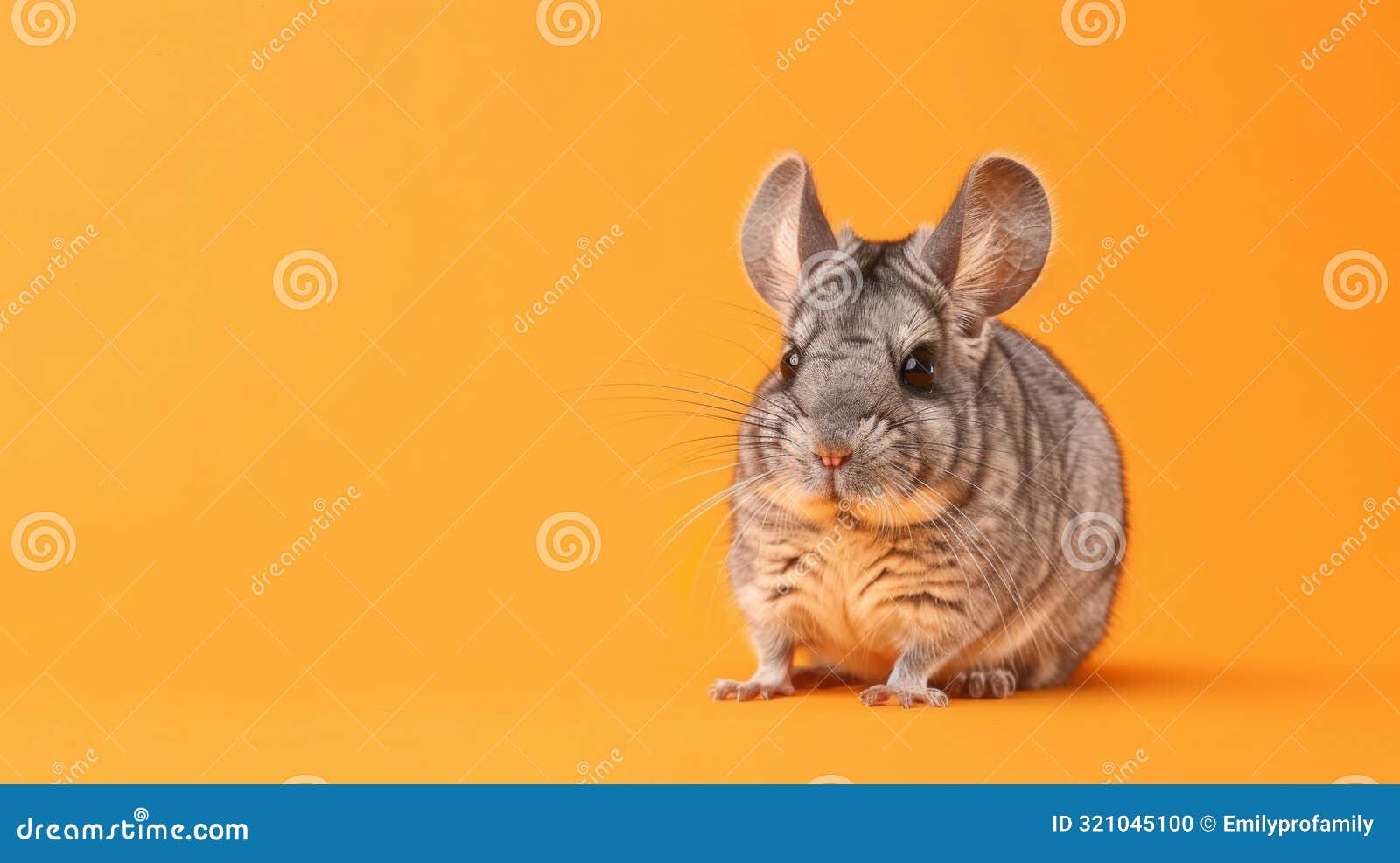 Chinchilla on Orange Background, Free Space Stock Photo - Image of ears ...