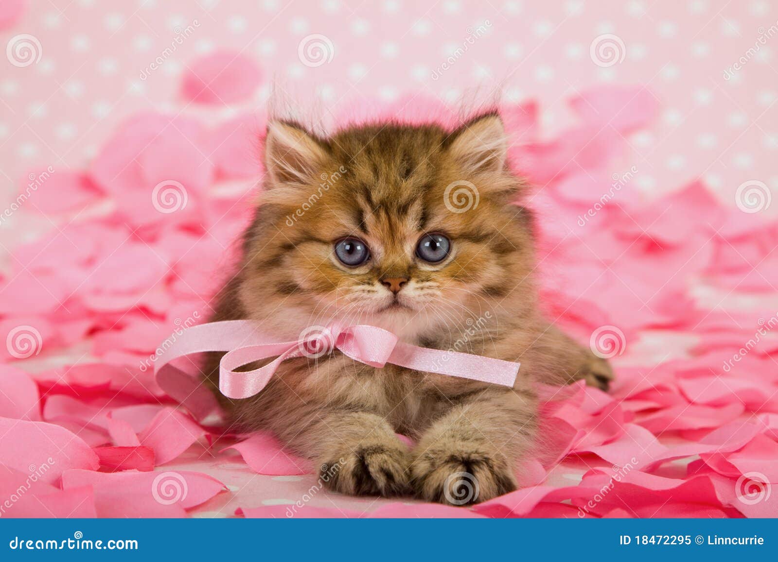 Chinchilla Persian Kitten on Pink Petals Stock Image - Image of petals ...