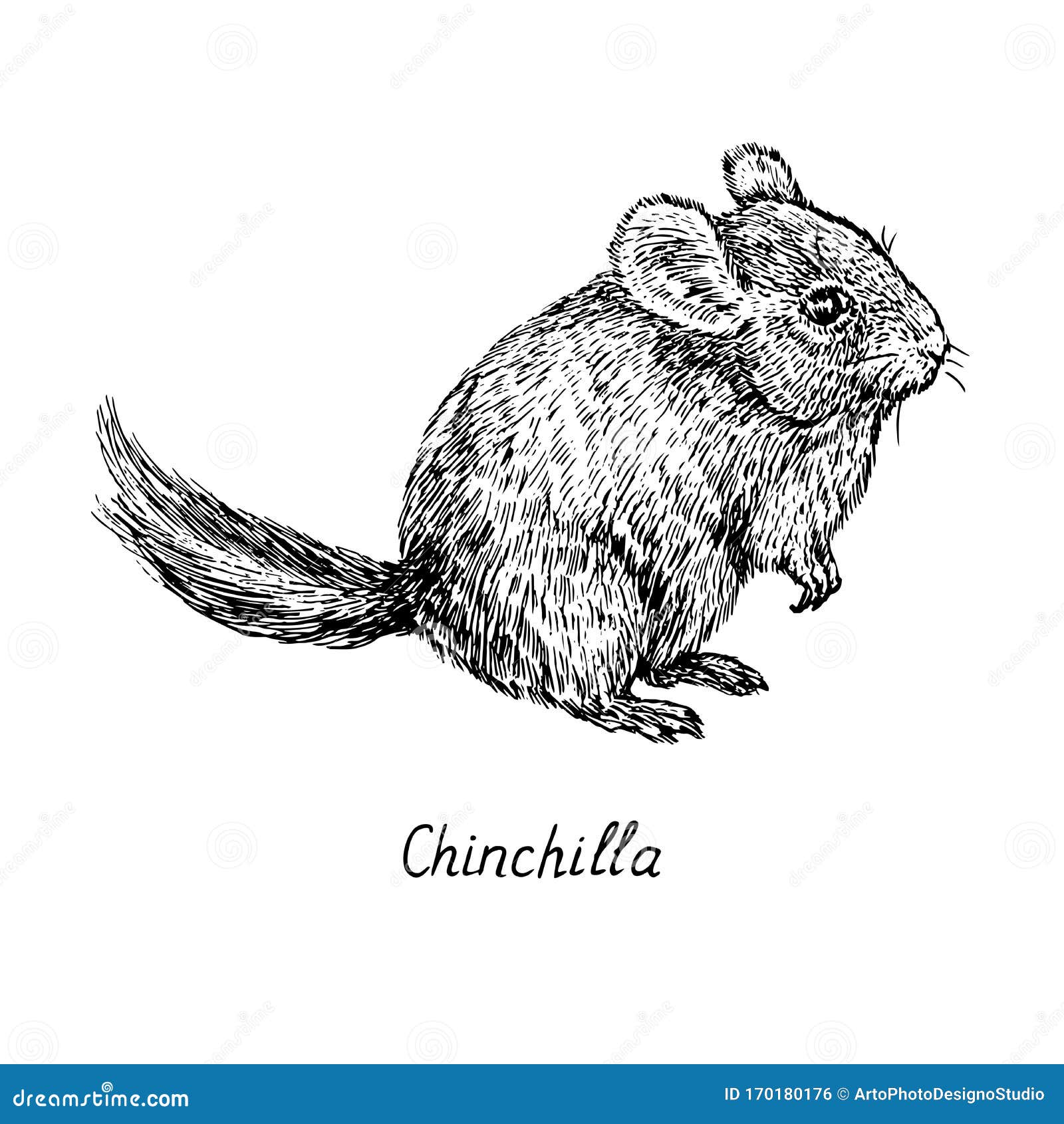Chinchilla Standing Side View, Hand Drawn Gravure Style, Vector Sketch ...