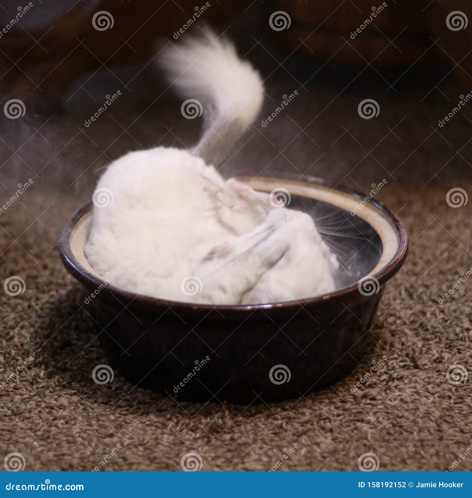 Chinchilla Taking a Dust Bath Stock Photo - Image of pets, white: 158192152