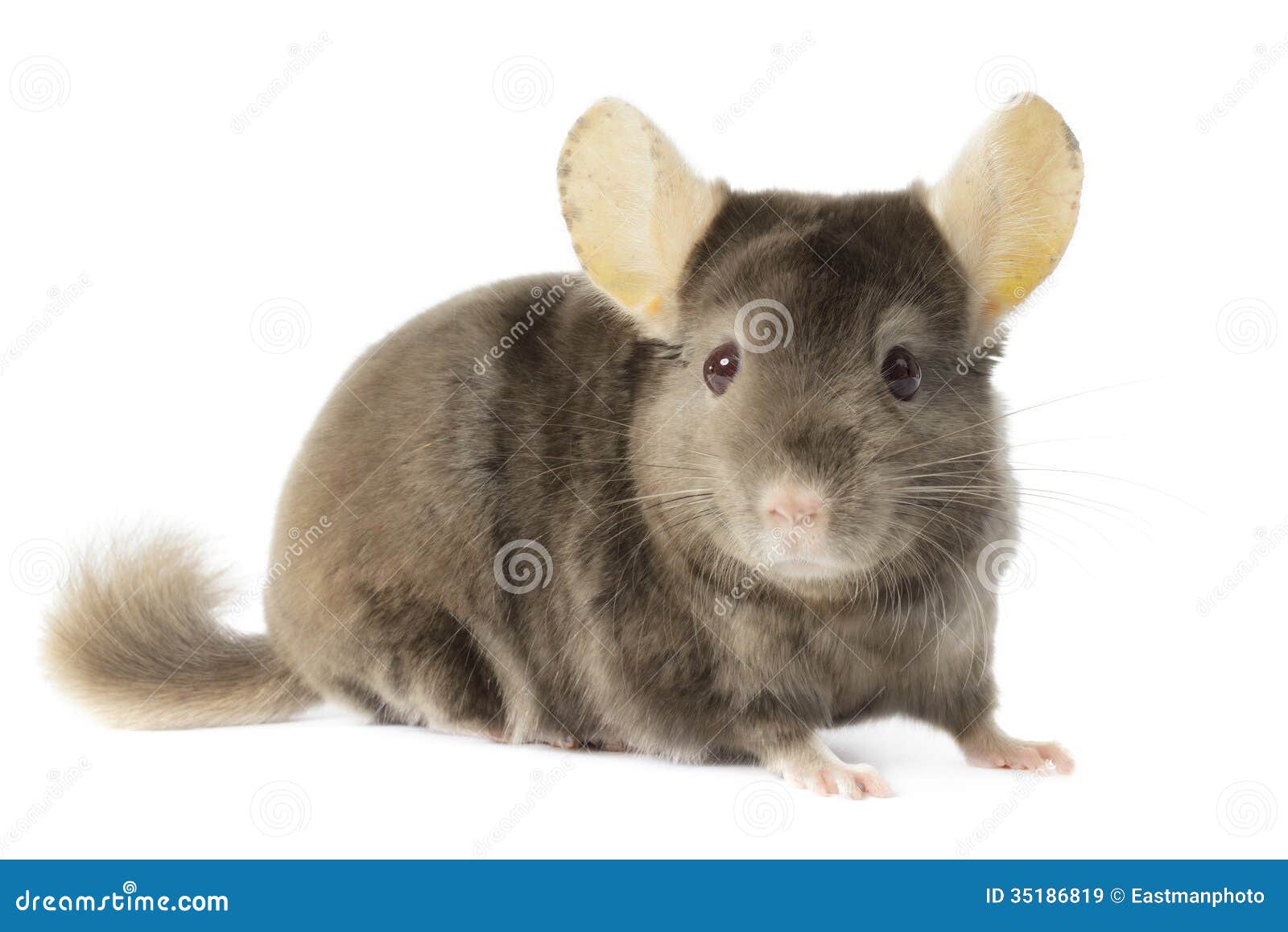 Chinchilla stock image. Image of background, ears, rodent - 35186819
