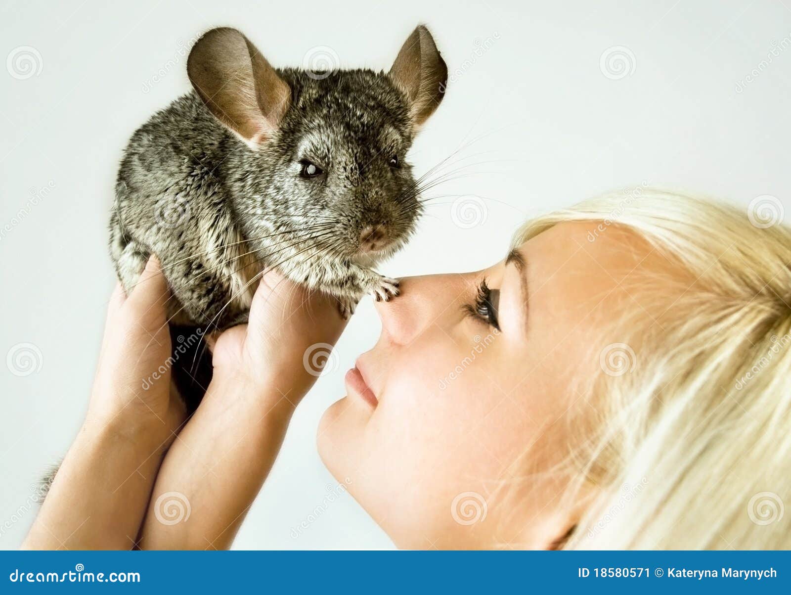 Chinchillas and a girl stock image. Image of familiarity - 18580571