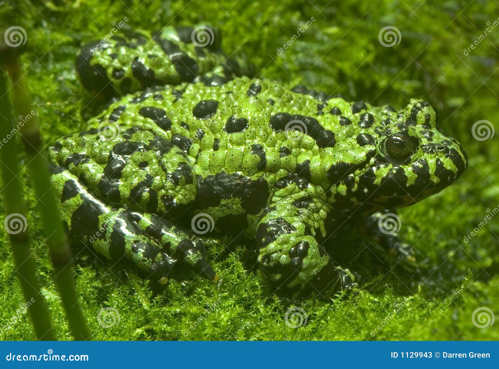 Chineese Fire Bellied Toads - Discoglossidae - Bombina Orientali Stock ...