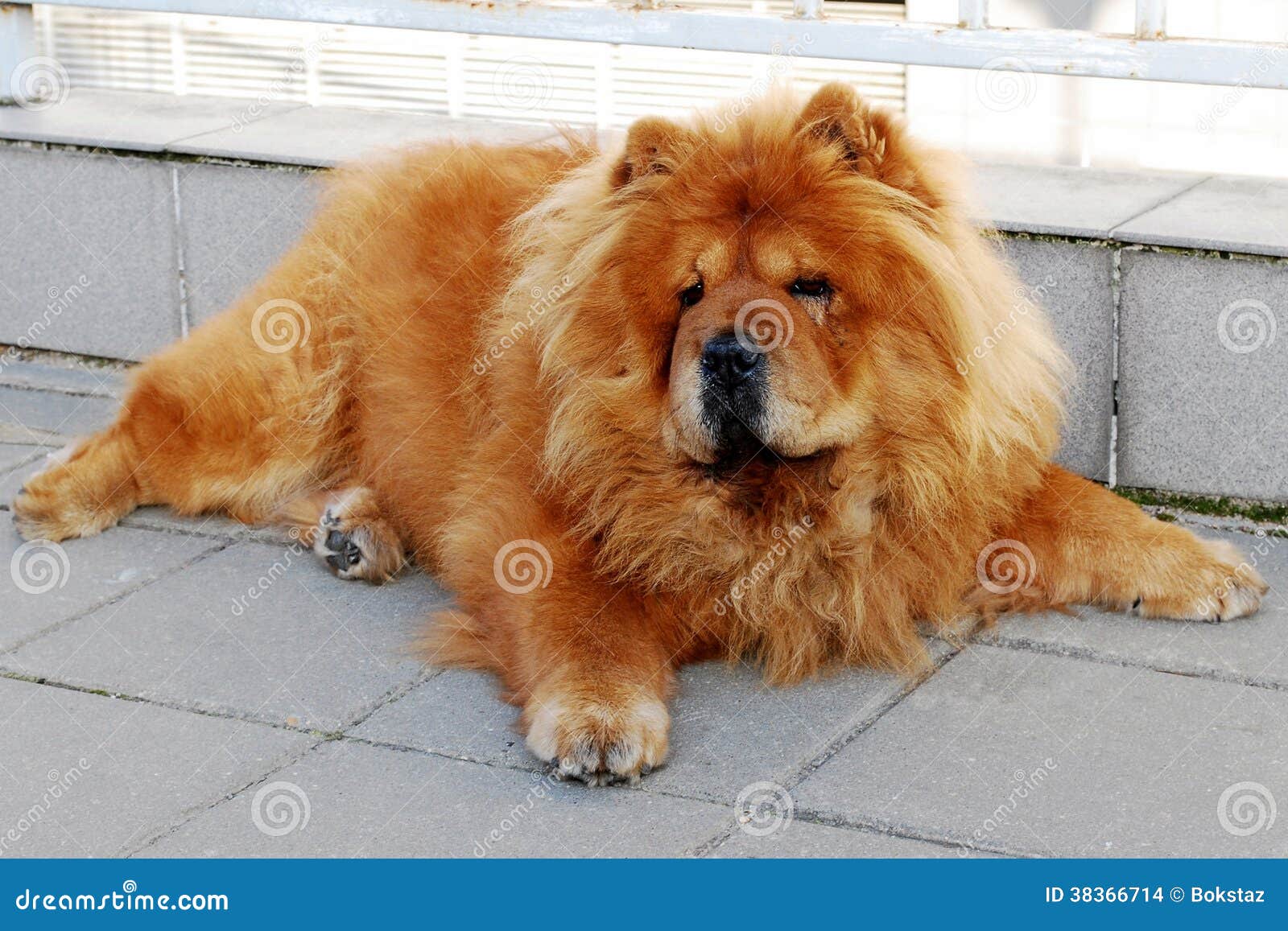 Chines chow chow dog stock photo. Image of expressive - 38366714