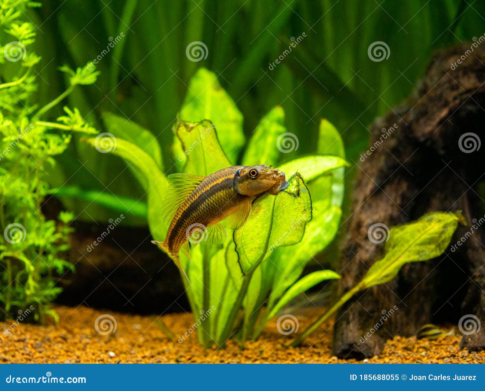 Chinese Algae Eater Gyrinocheilus Aymonieri Eating On The Aquarium ...