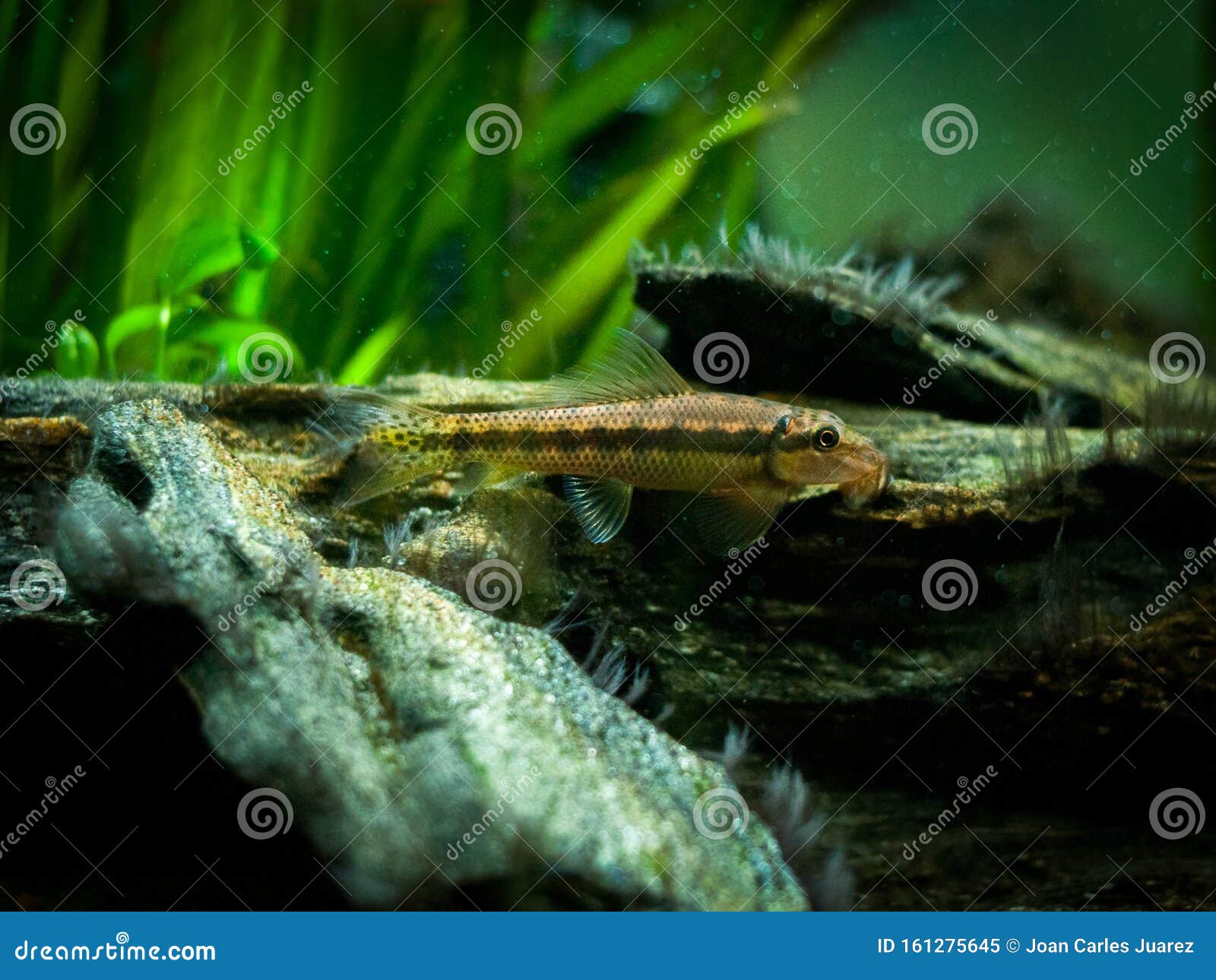 Chinese Algae Eater in Fish Tank Stock Image - Image of macro, golden ...