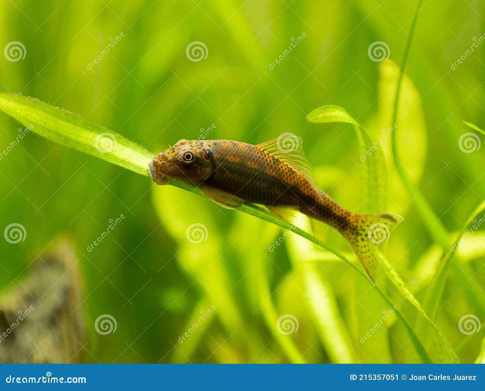 Chinese Algae Eater Gyrinocheilus Aymonieri Isolated in Fish Tank with ...