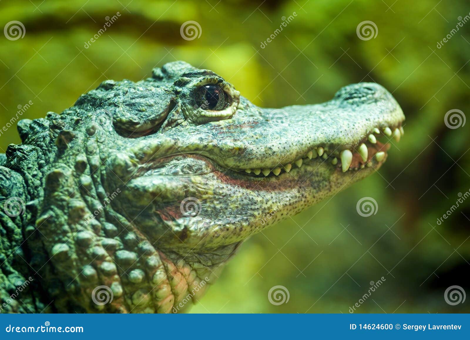 Chinese Alligator stock photo. Image of water, wildlife - 14624600