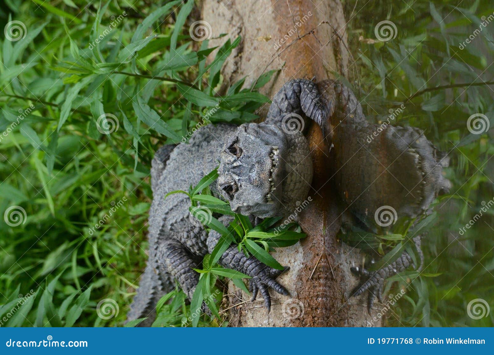 Chinese Alligator (Alligator Sinensis) Royalty-Free Stock Photo ...