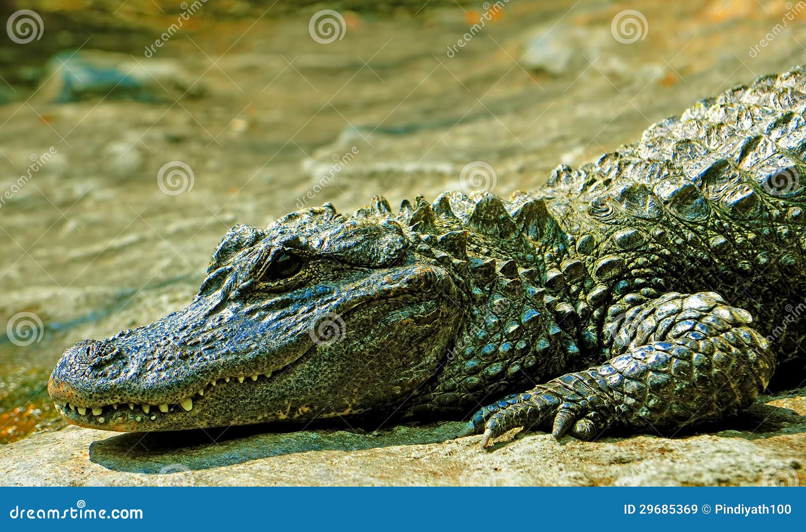 Chinese alligator stock image. Image of aggressive, reptile - 29685369