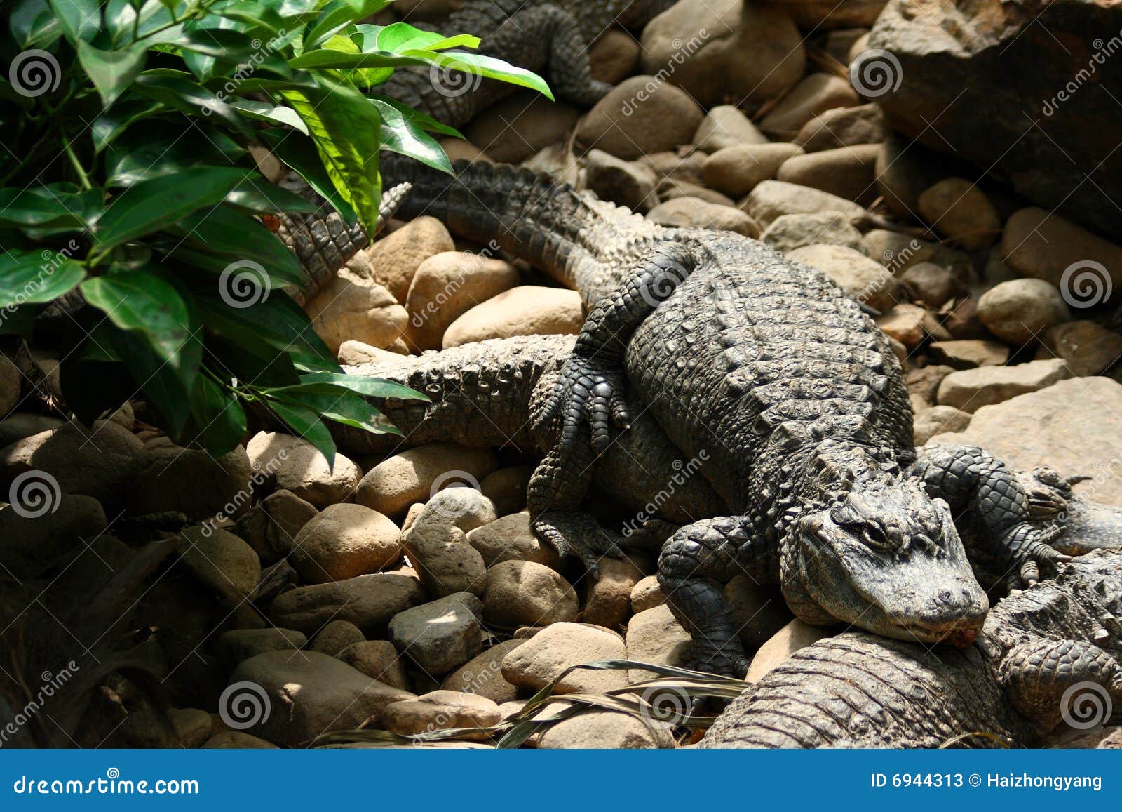 Chinese Alligator stock image. Image of shanghai, sinensis - 6944313