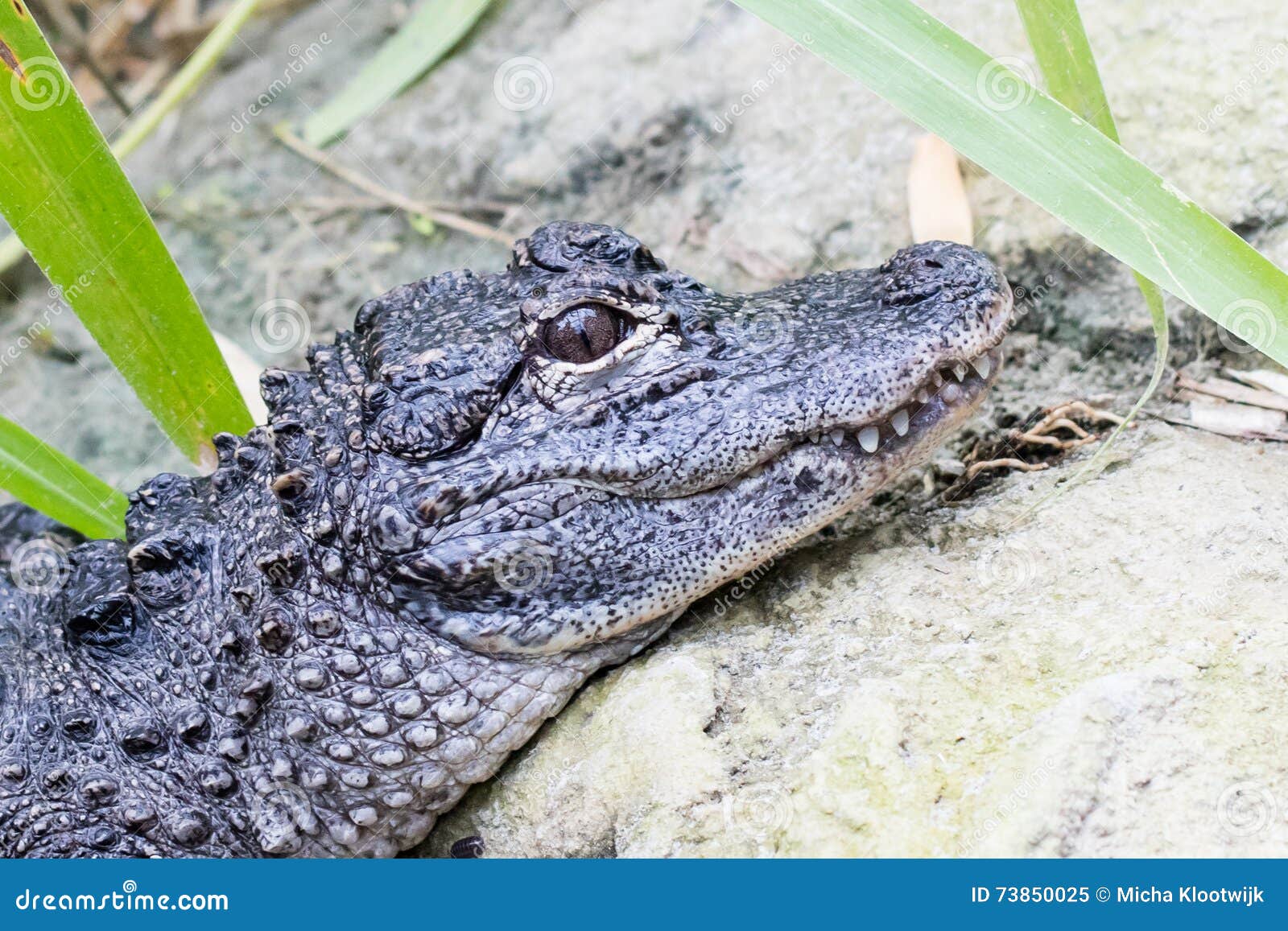 Chinese Alligator (Alligator Sinensis) Stock Image - Image of teeth ...