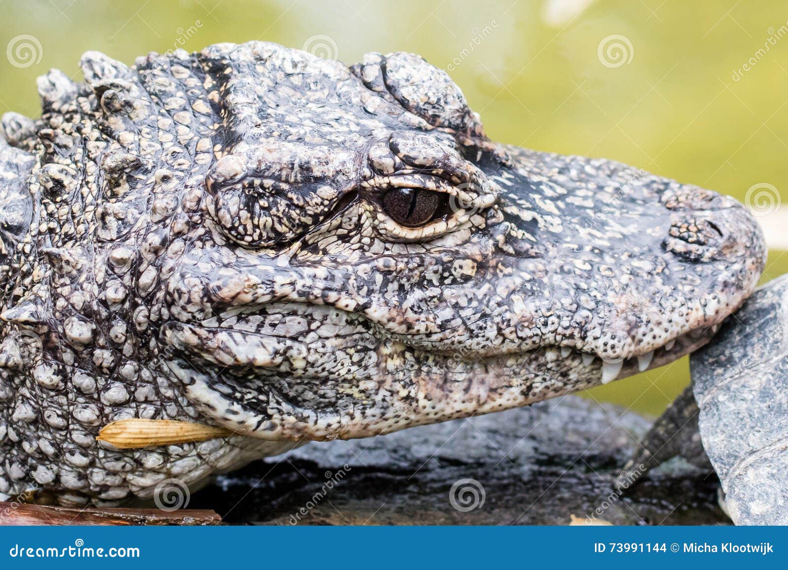 Chinese Alligator (Alligator Sinensis) Stock Photo - Image of species ...