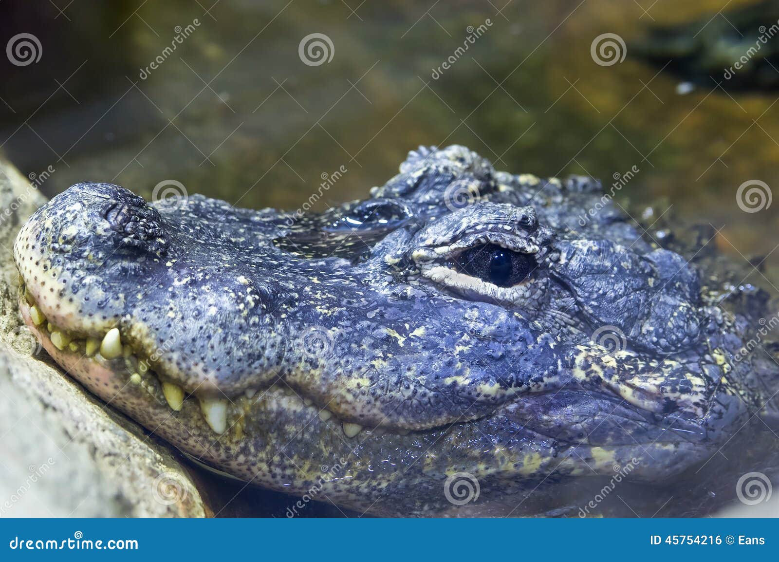 Chinese Alligator (alligator Sinensis) Stock Photo - Image of jaws ...