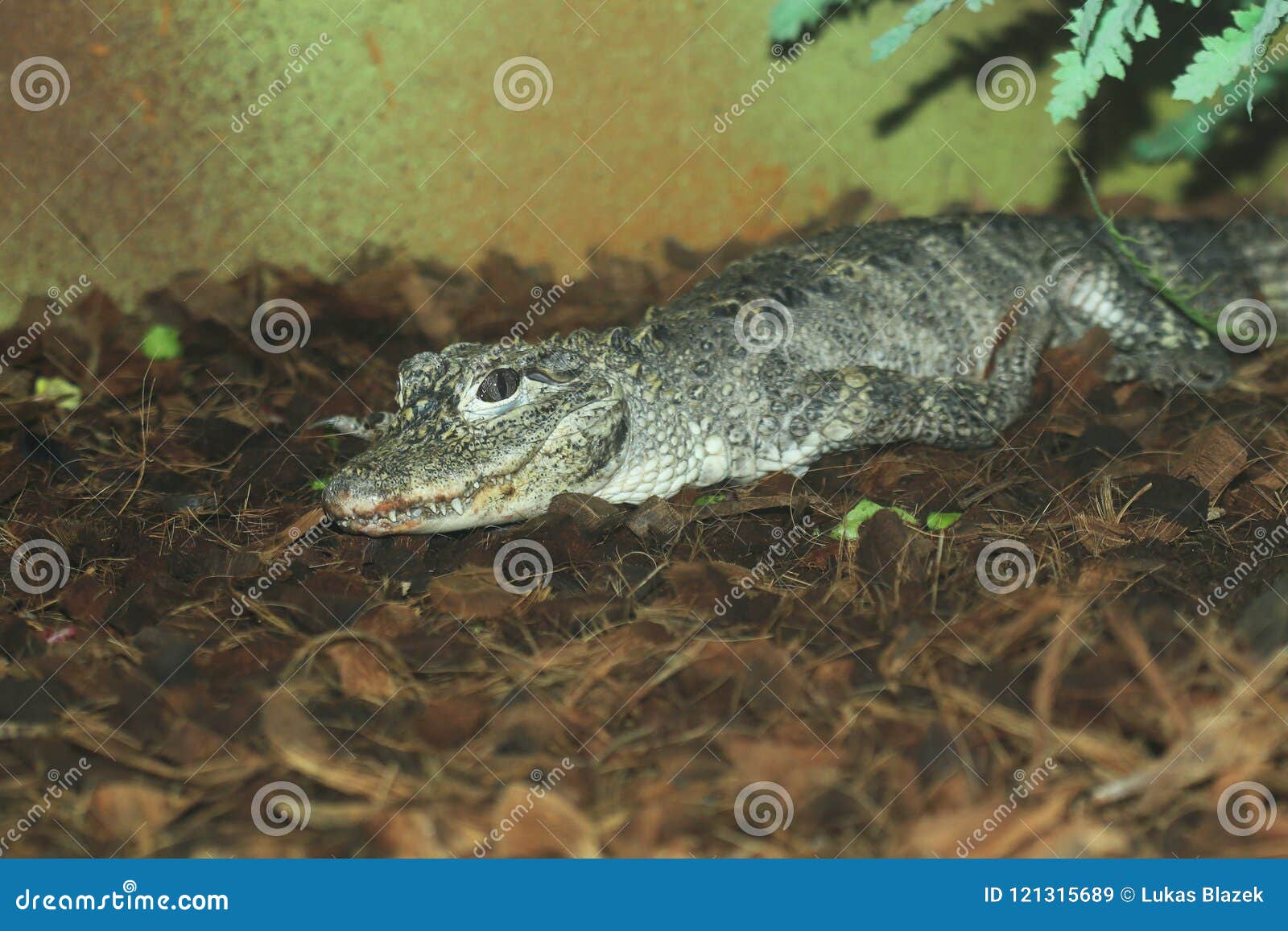 Chinese alligator stock image. Image of soil, chinese - 121315689