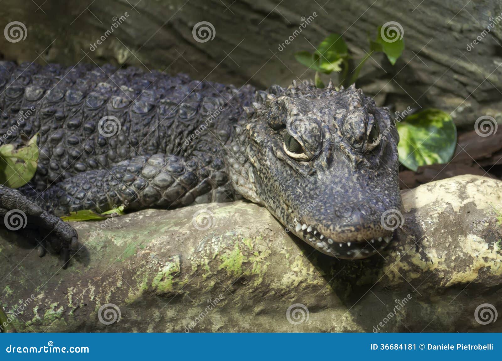 Chinese Alligator (Alligator Sinensis) Stock Photography ...