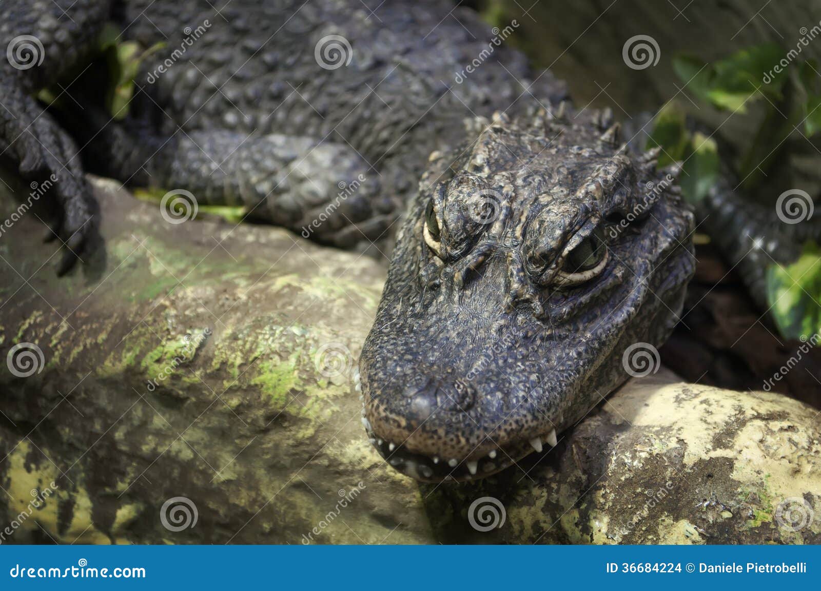 Chinese alligator stock photo. Image of predator, tropical - 36684224