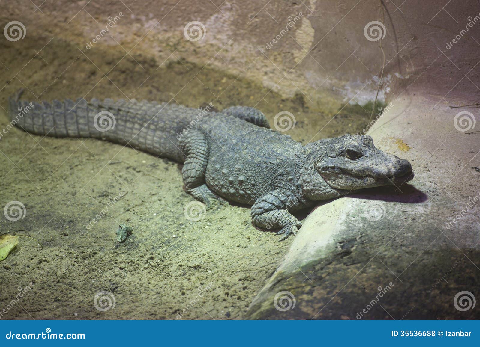 Chinese Alligator stock photo. Image of endangered, reptile - 35536688