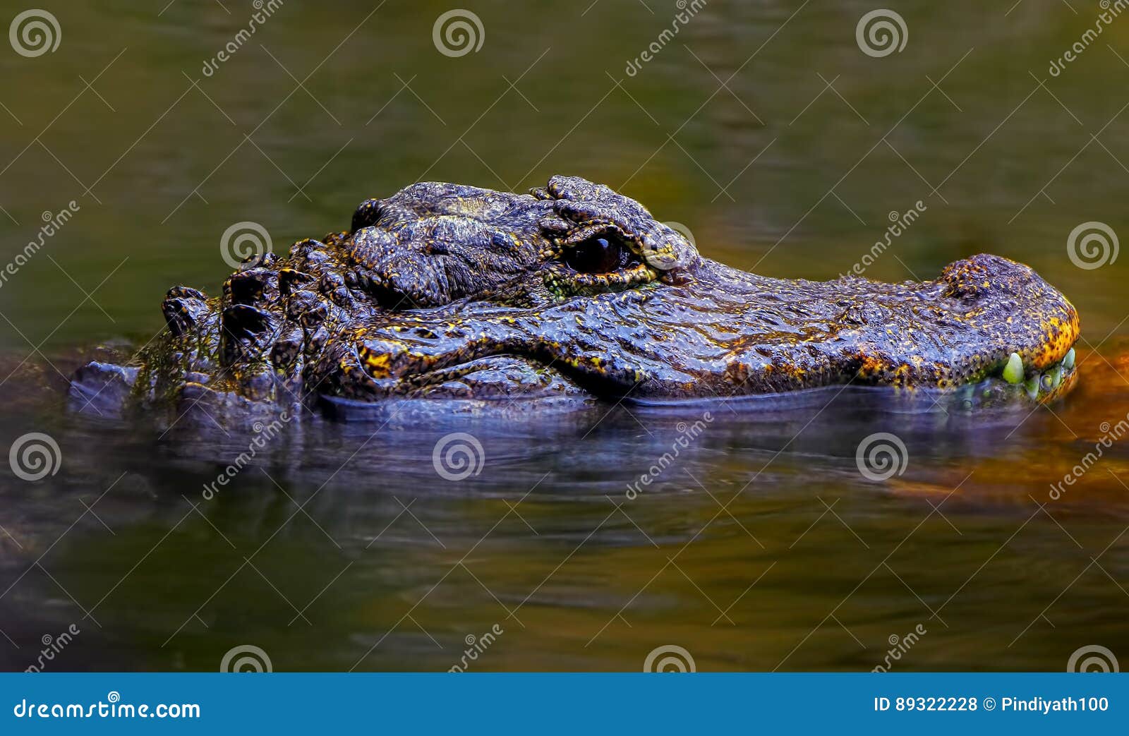 Chinese alligator stock photo. Image of skin, gator, carnivore - 89322228