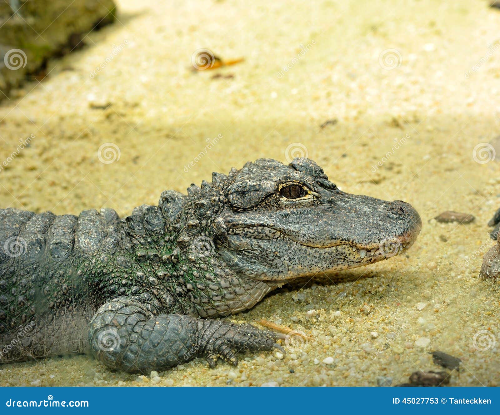 Chinese Alligator stock image. Image of wildlife, skin - 45027753