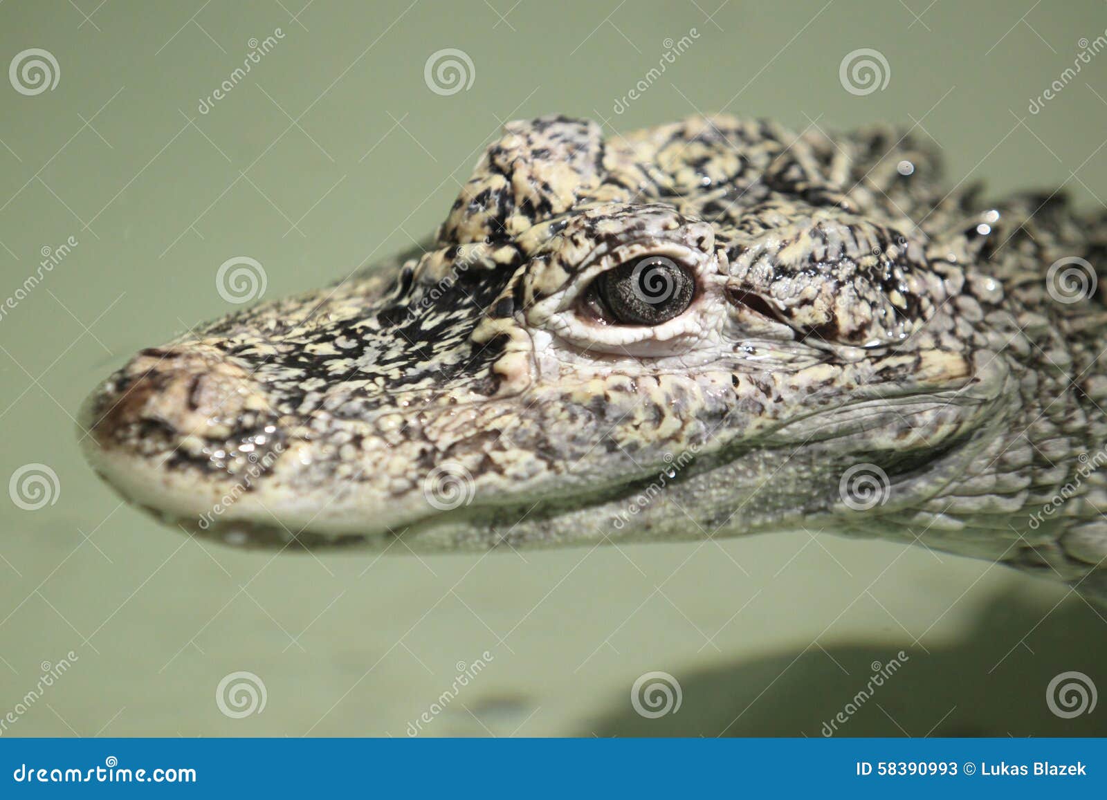 The Chinese Alligator Alligator Sinensis Royalty-Free Stock Photography ...